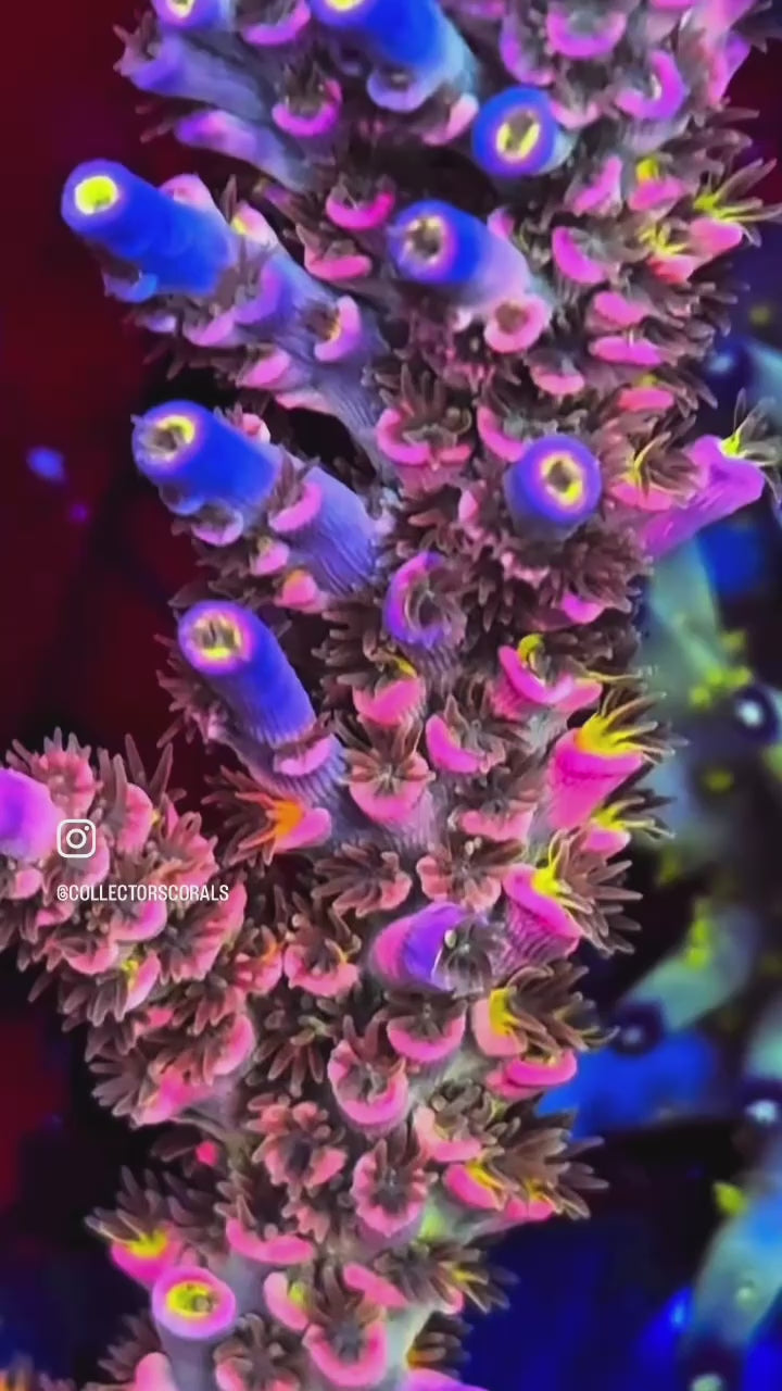 JF Sunday Driver – Collectors Corals