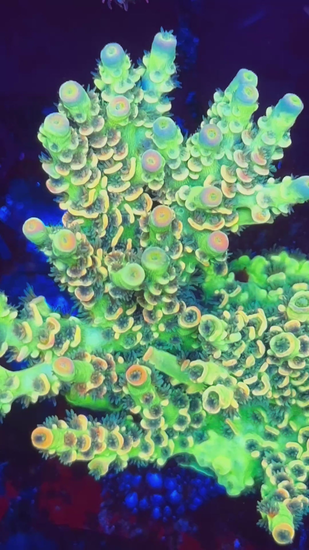 TCK Solar Beam Malaysia Tenuis – Collectors Corals