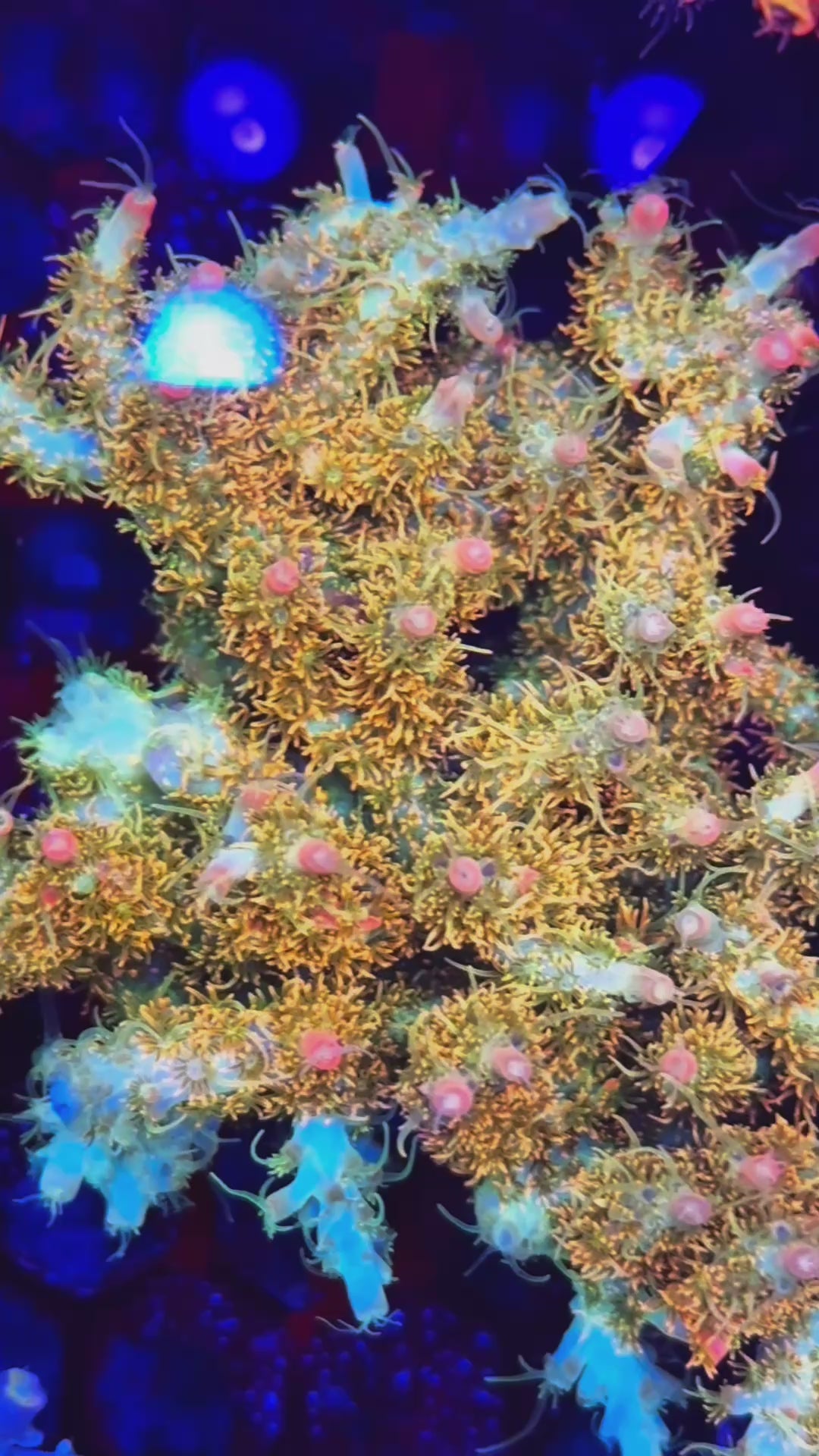 Collectors Corals