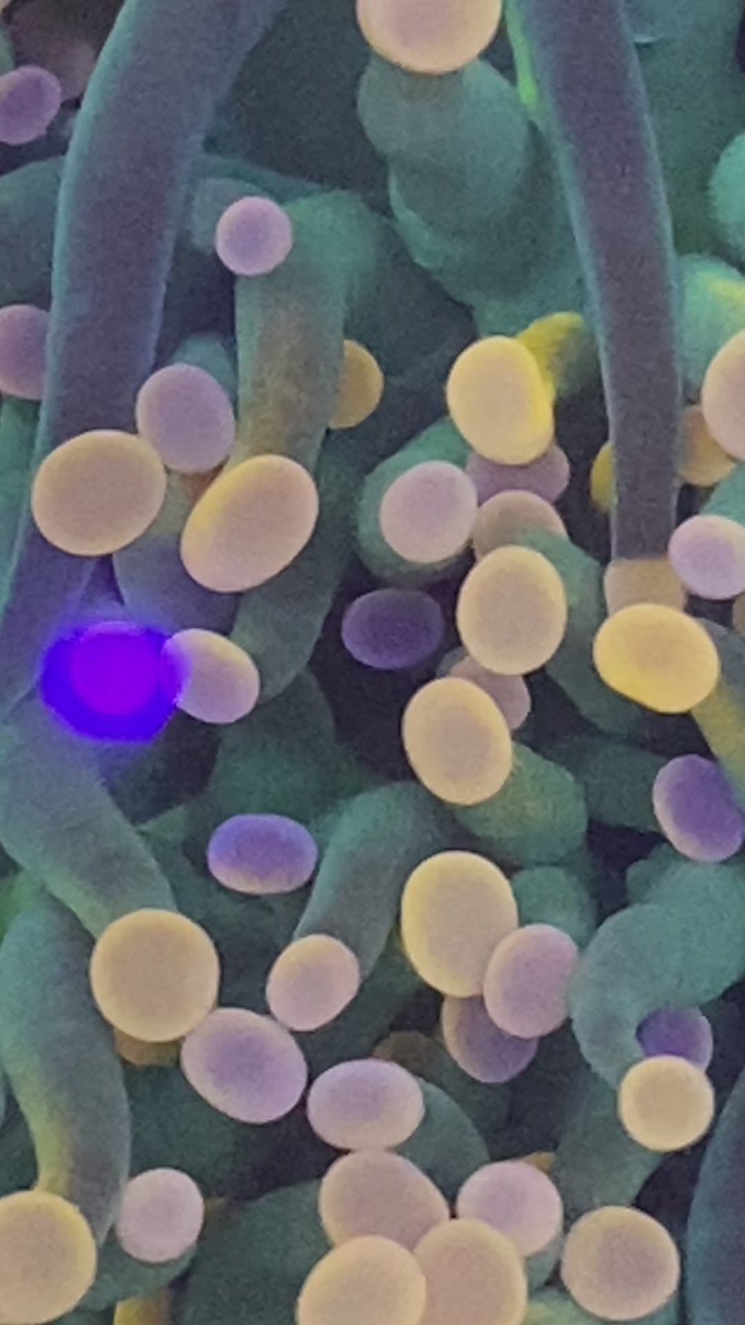 2GC Rapunzel Holy Grail Torch – Collectors Corals