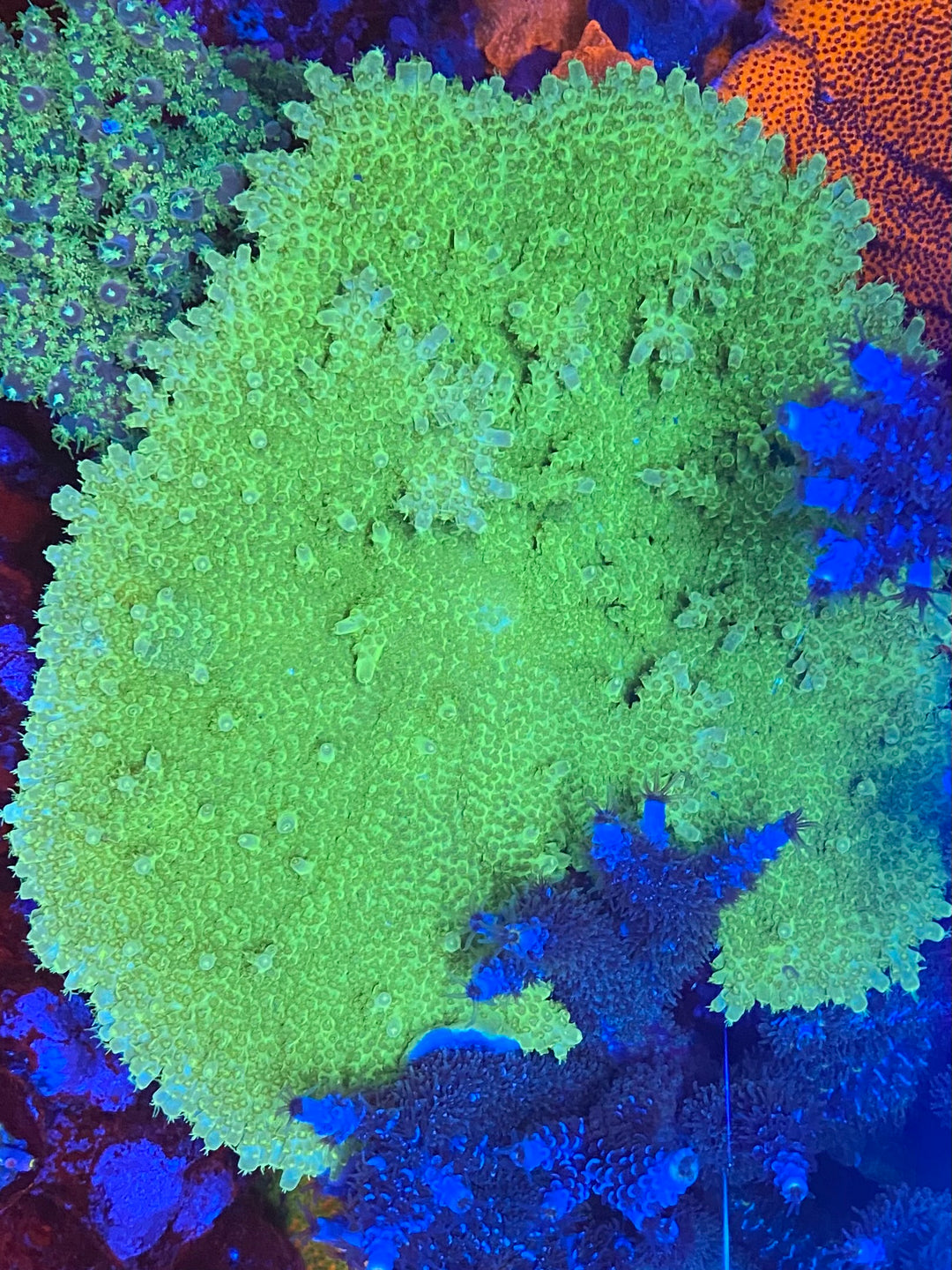 SPS Corals – Collectors Corals